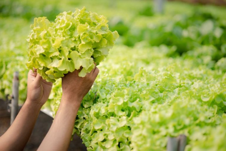 The Benefits and Uses of Green Lettuce - Lolo Rosso: A Comprehensive ...